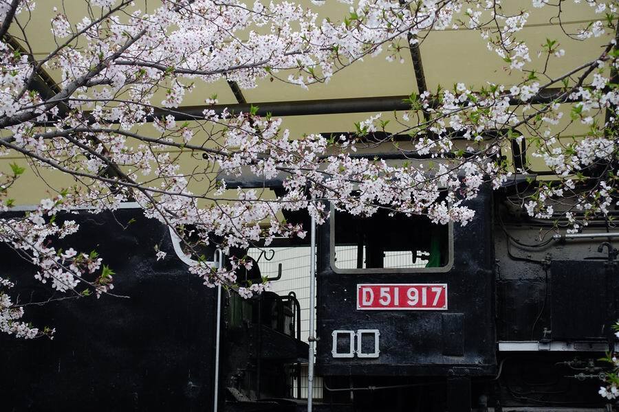 D51 917：岡山市下石井公園: コバQのデジカメ歩き
